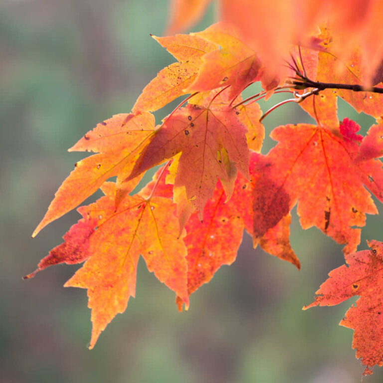 Preserve Your Favorite Fall Leaves - TheMamasGirls