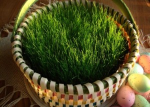 Real Grass Easter Baskets - TheMamasGirls